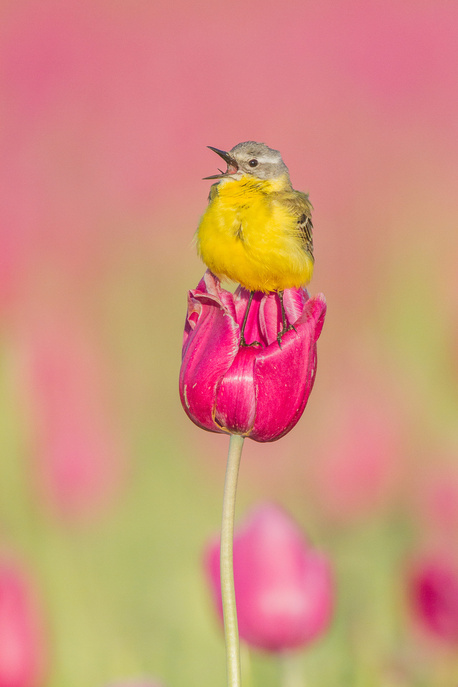 BIRDING NETHERLANDS - the best professional guided birding and nature ...